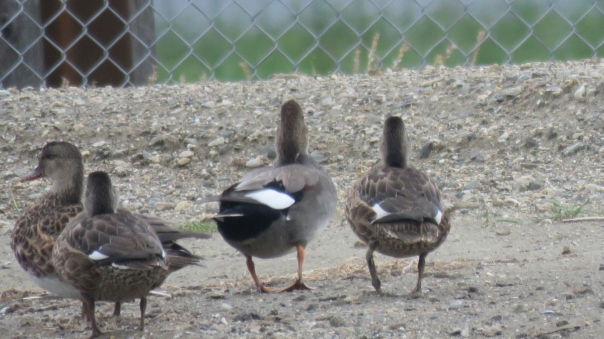 eBird Checklist - 7 Sep 2016 - Chase lagoon and VLA flats - 9 species