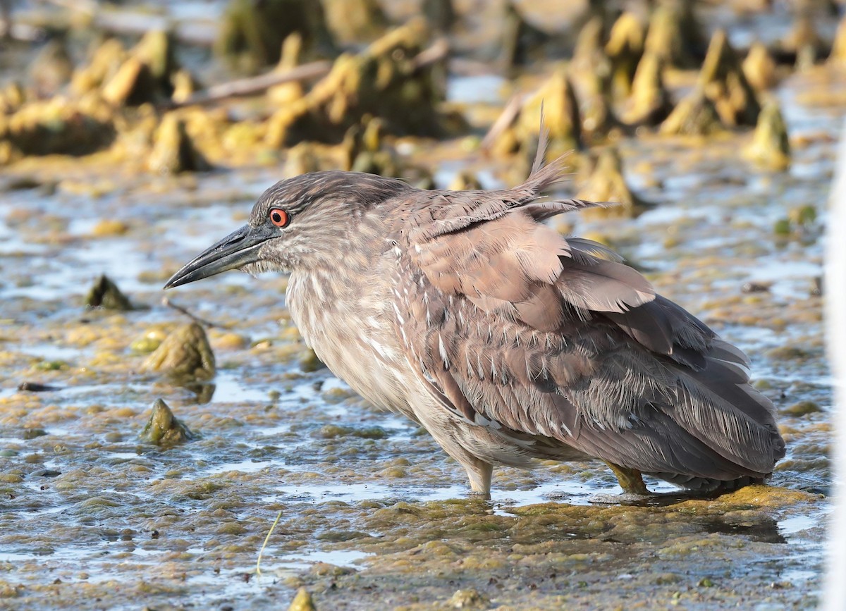 eBird Checklist - 13 May 2021 - Quanicassee SWA--Barney Dr. boat launch ... eBird Checklist - 13 May 2021 - Quanicassee SWA--Barney Dr. boat launch ...