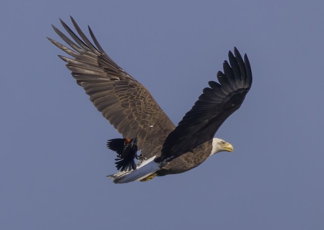 Taiga Bald Eagle Information