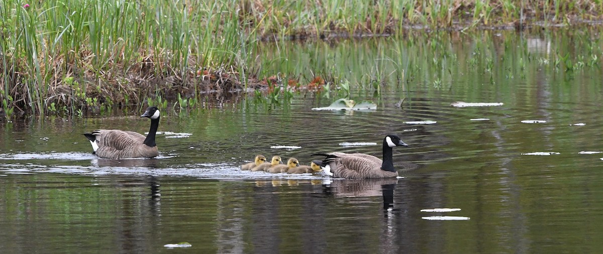 eBird Checklist - 3 Jun 2021 - Ketchikan--Ward Lake - 21 species