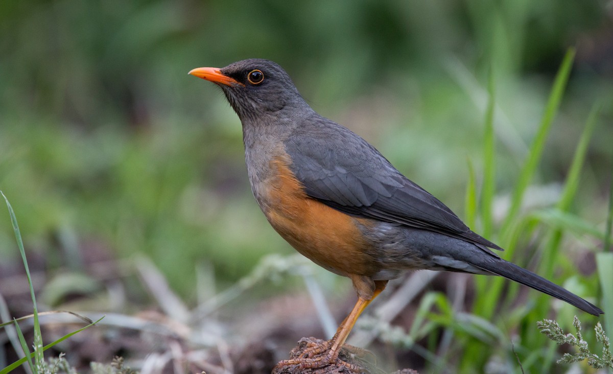 Abyssinian Thrush - Turdus abyssinicus - Birds of the World