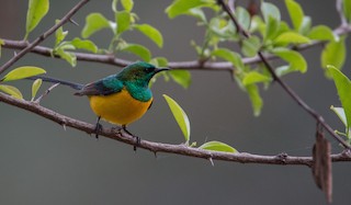 Pygmy Sunbird - Hedydipna platura - Birds of the World