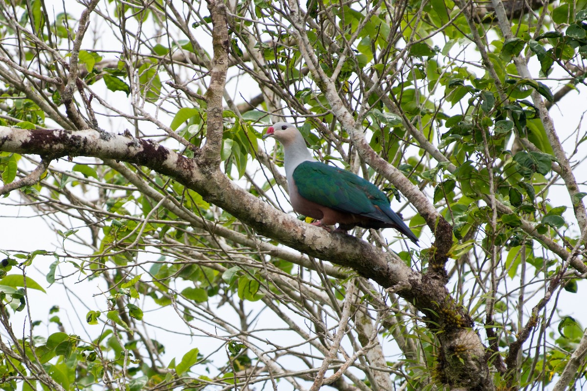 Red-knobbed Imperial-Pigeon - Ducula rubricera - Birds of the World