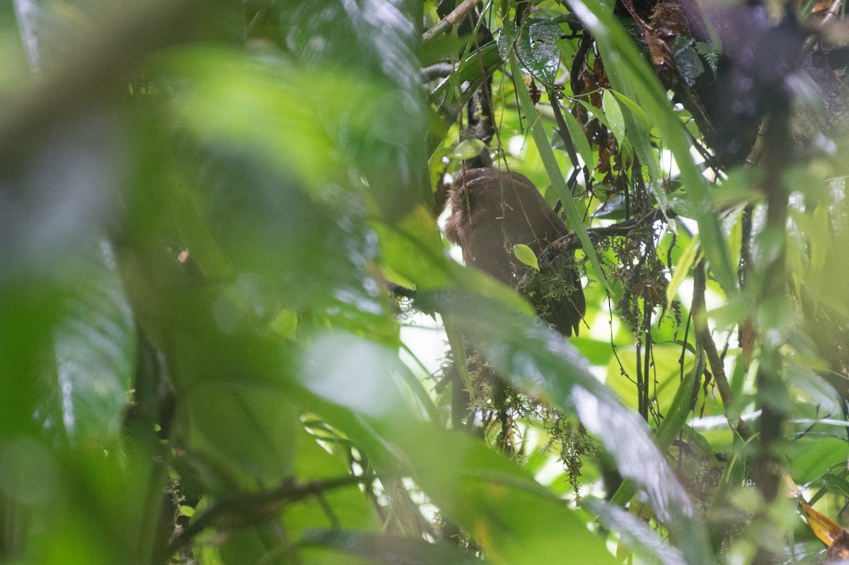 Makira Owl - eBird