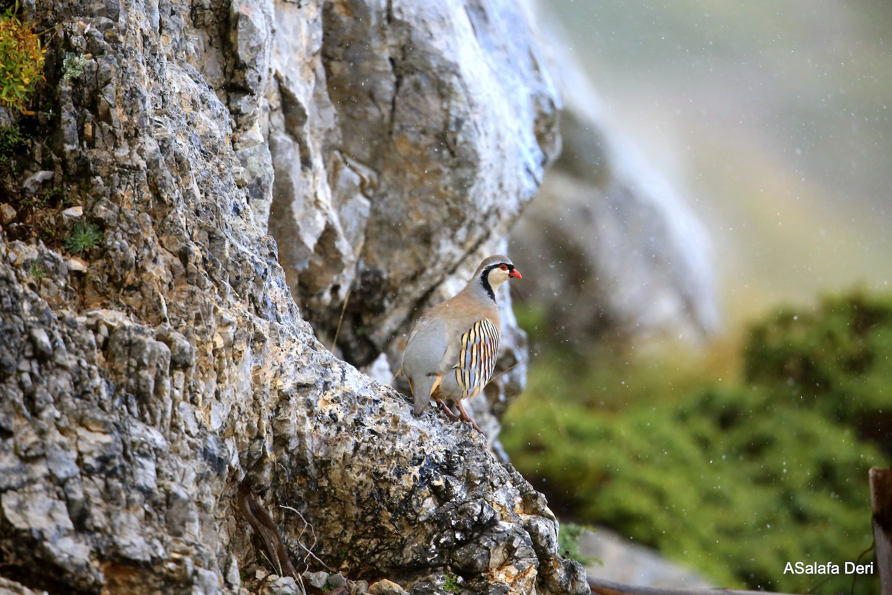 Rock Partridge (European) - eBird
