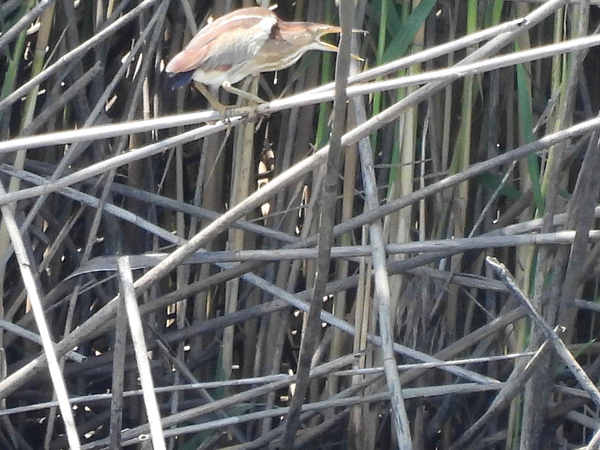 eBird Checklist - 4 Jun 2021 - Peabody WMA, Sinclair Unit--Muck Lake ...