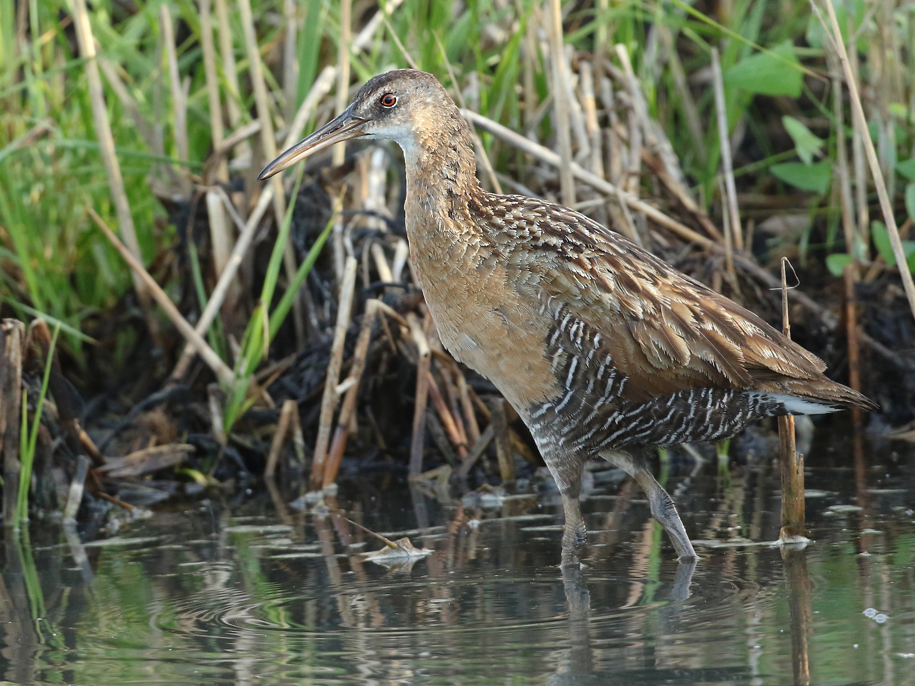 King Rail - eBird