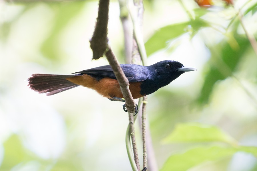 Chestnut-bellied Monarch - eBird