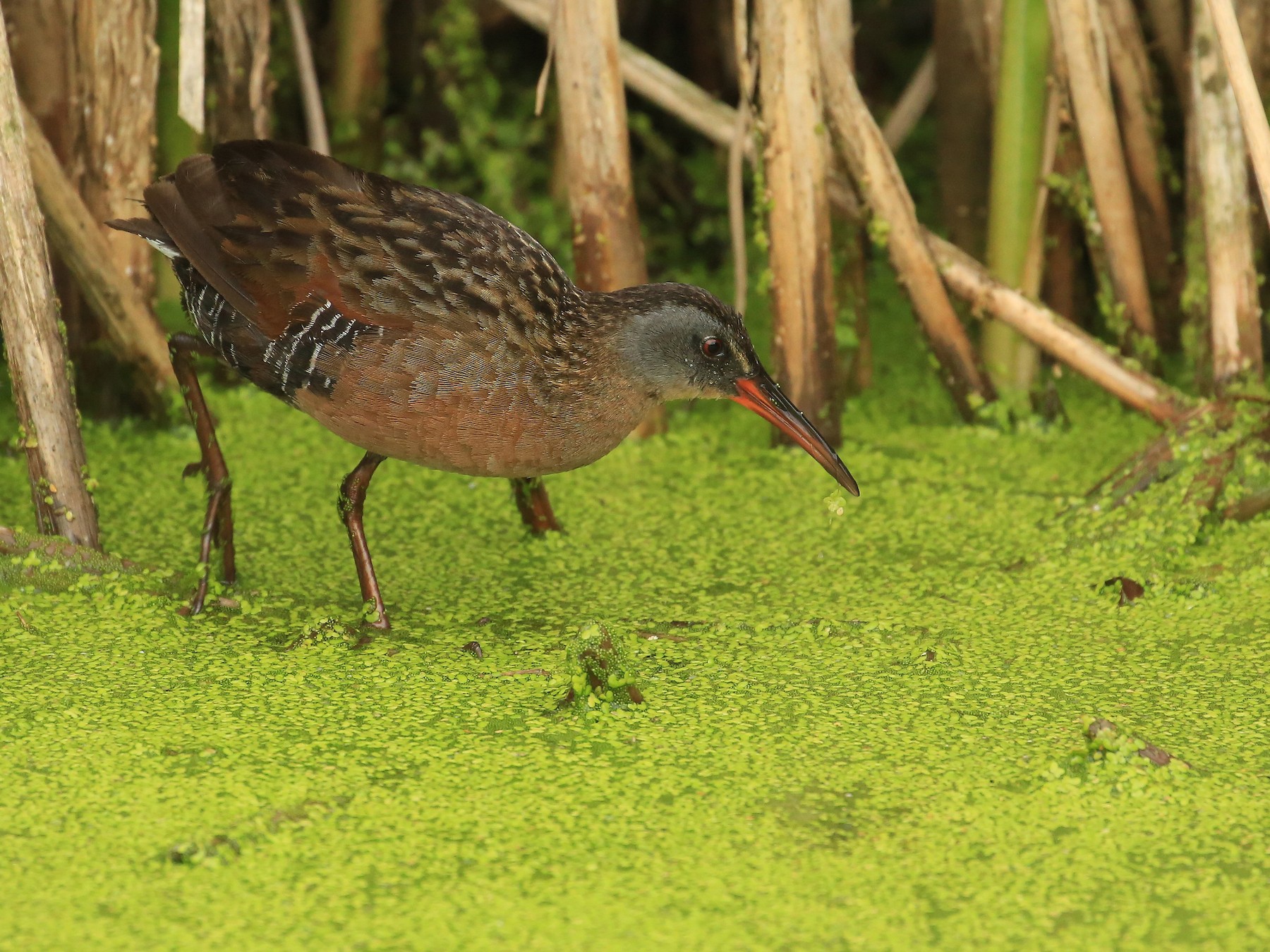 Virginia Rail - eBird