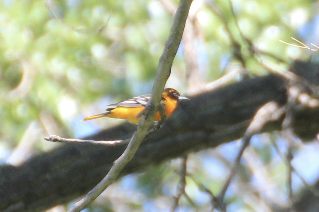 eBird Checklist - 27 May 2021 - Tamarack Ranch SWA - 23 species (+1 ...
