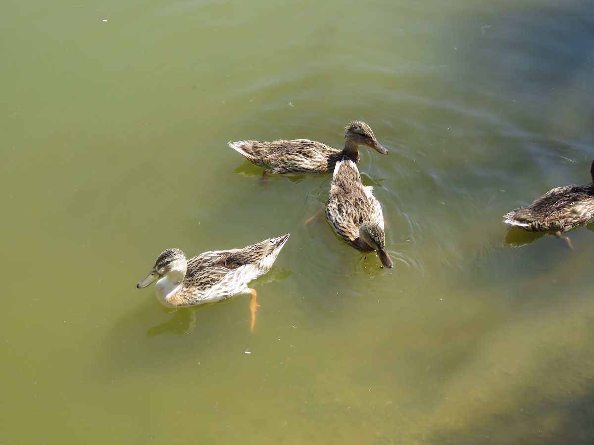 eBird Checklist - 4 Jun 2021 - Riparian Preserve at Gilbert Water Ranch ...