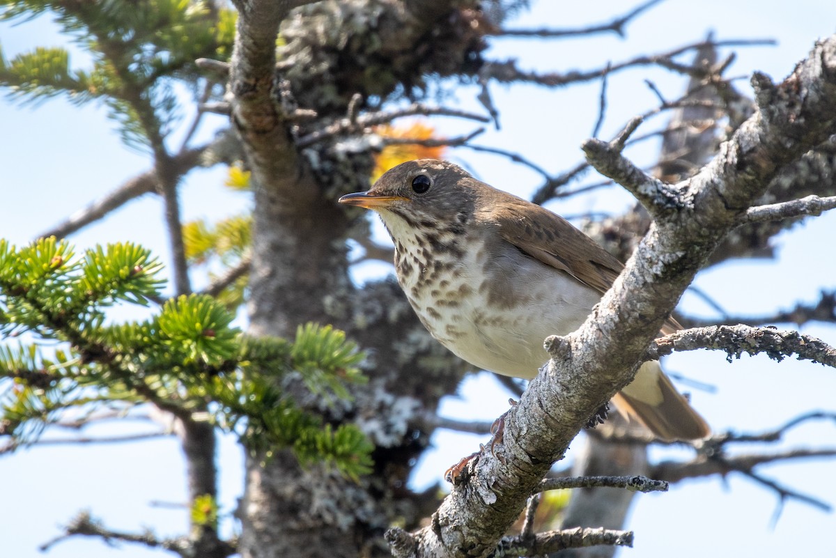 eBird Checklist - 5 Jun 2021 - Mt. Pierce and Mizpah Spring Hut Loop via Crawford Path - 4 species