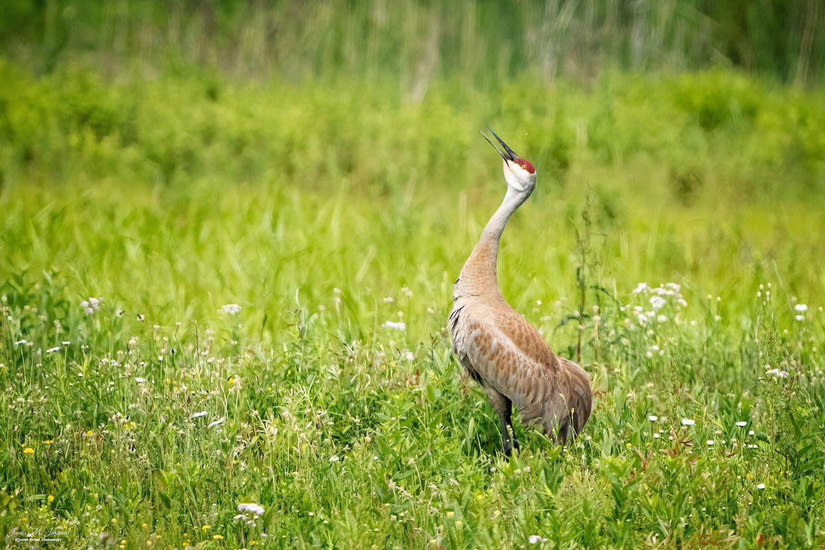 How to Handle Injured Birds - New Hampshire eBird