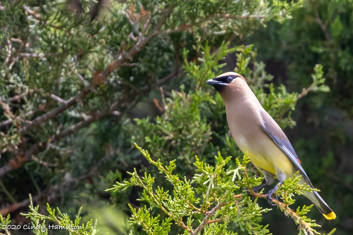 eBird Checklist - 6 Jun 2021 - Wimer Mountain Road (Route 640) - 36 species
