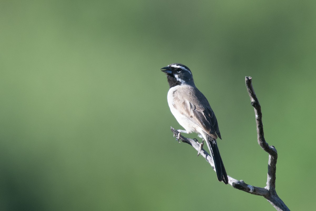 eBird Checklist - 31 May 2021 - Blacks Creek Rd. - 3 species
