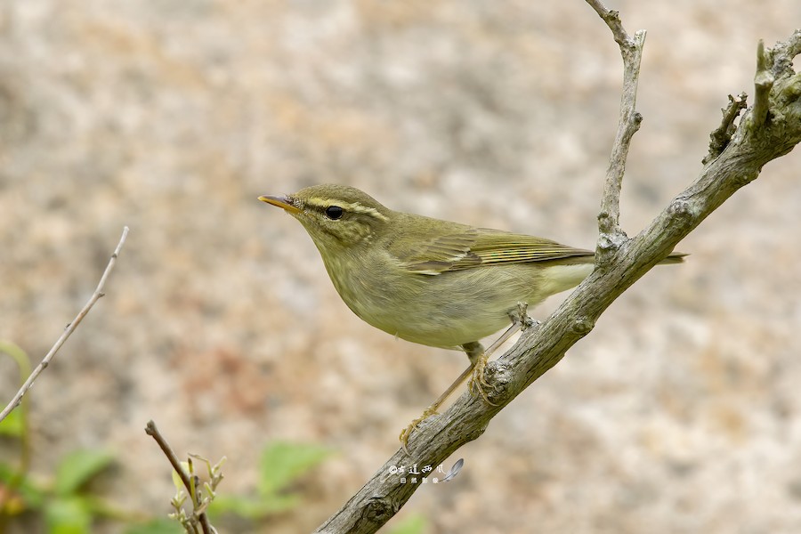Japanese Leaf/Arctic/Kamchatka Leaf Warbler - eBird