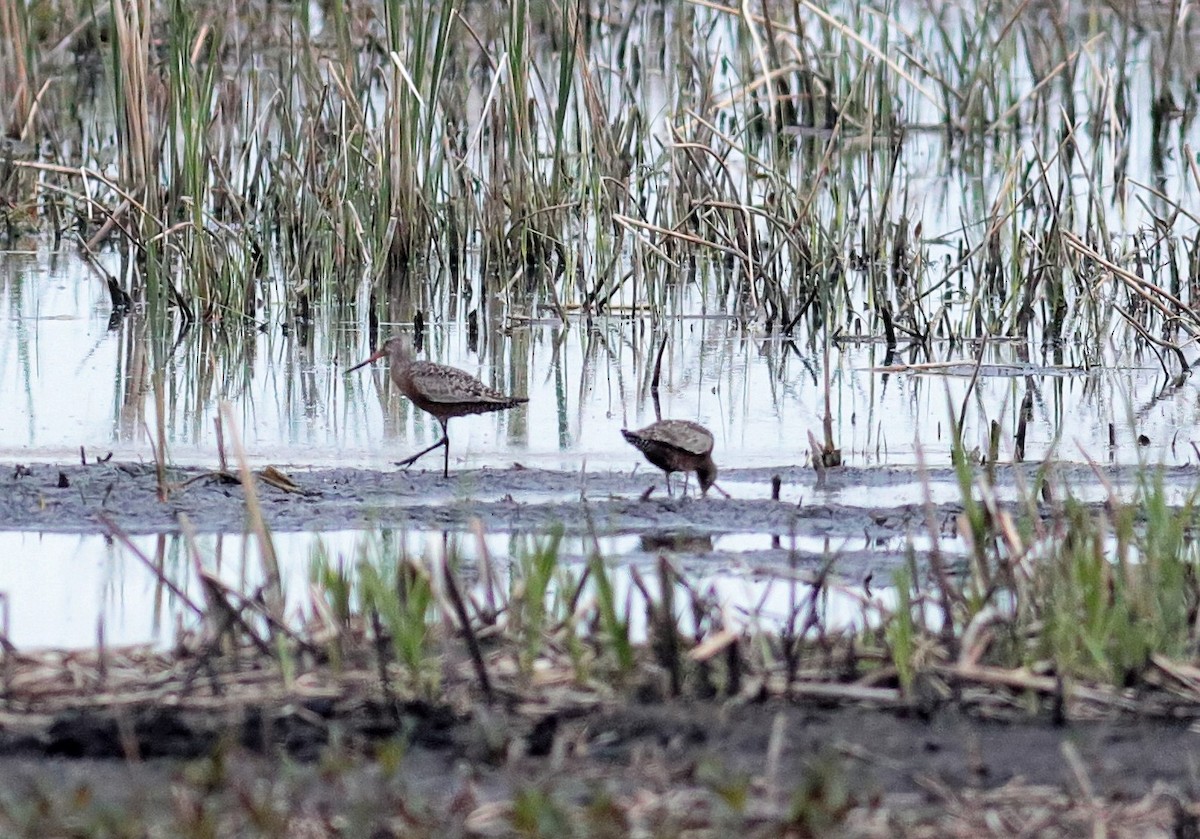eBird Checklist - 16 May 2021 - Fish Point SWA - 1 species