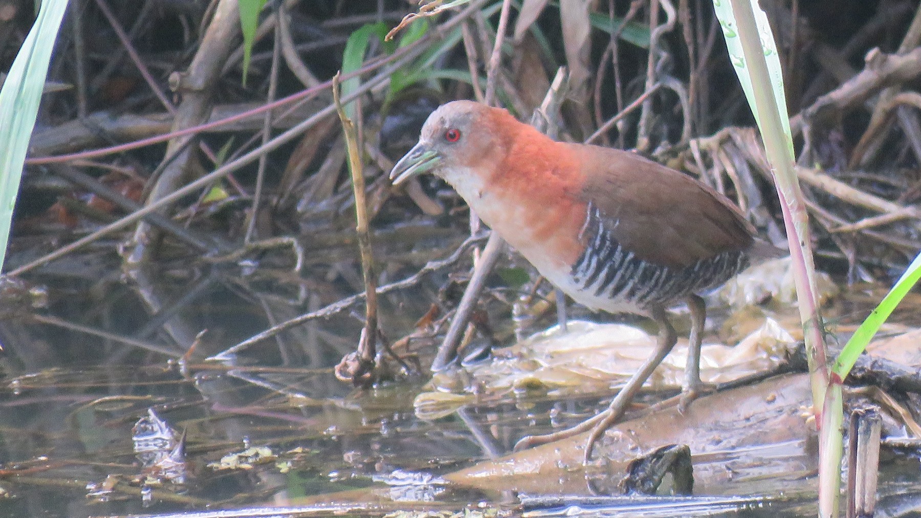 White-throated Crake (Grey-faced) - eBird
