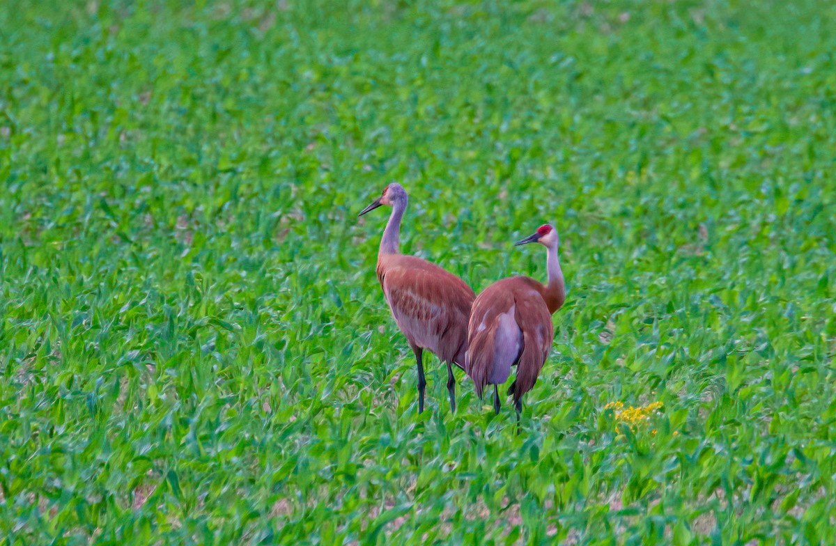eBird Checklist - 7 Jun 2021 - Licking sandhill crane fields , viewed from road only - 2 species