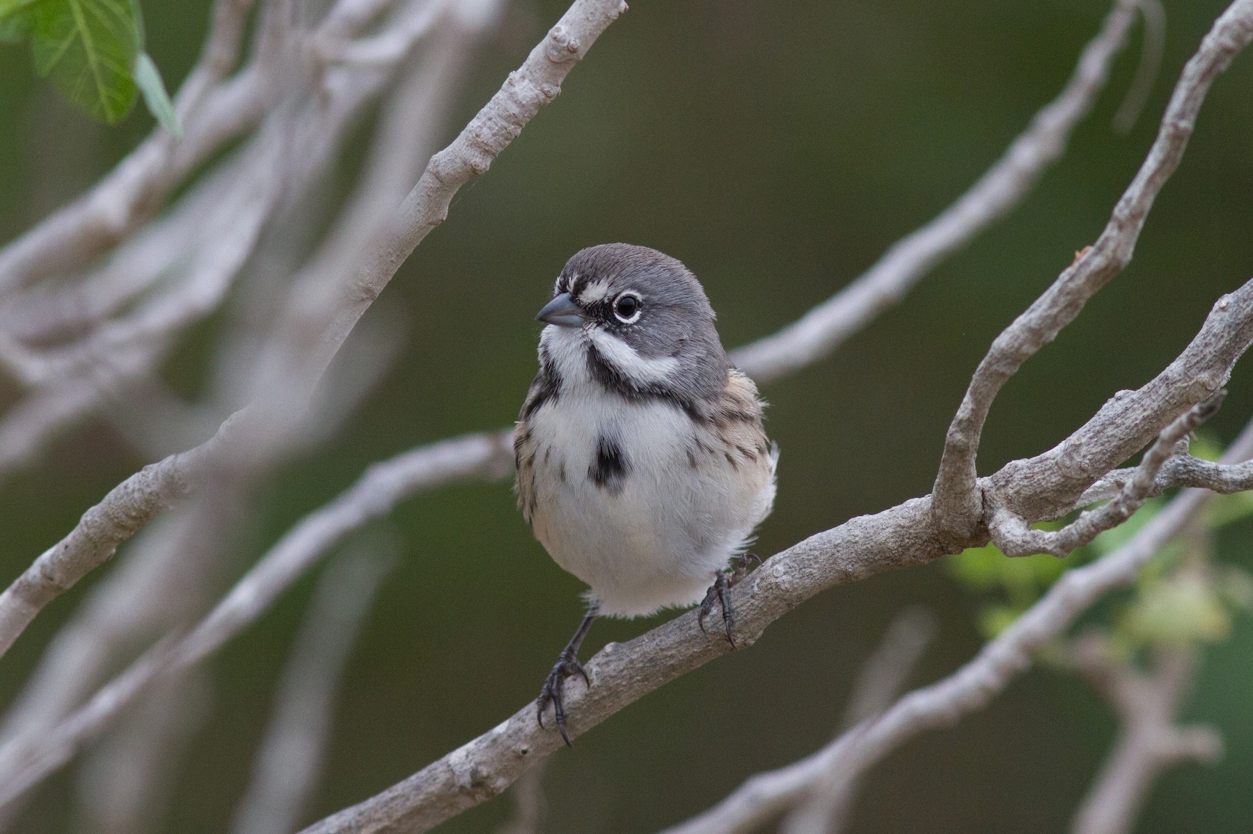 Bell's Sparrow (clementeae) - eBird