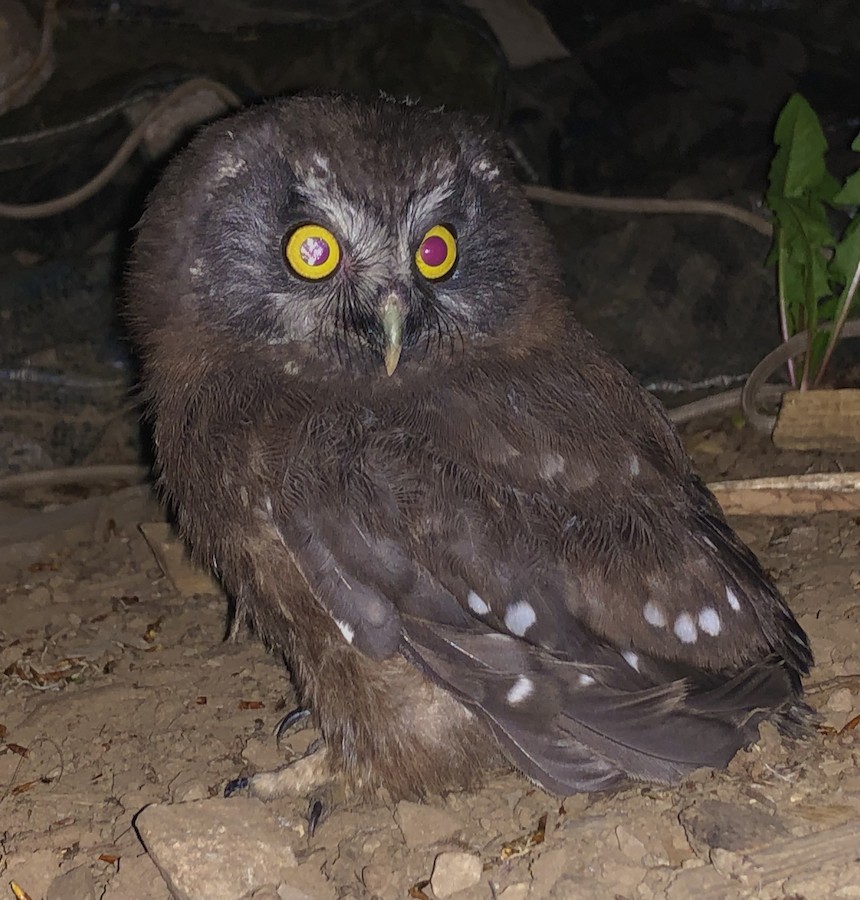 Boreal Owl (Richardson's) - eBird