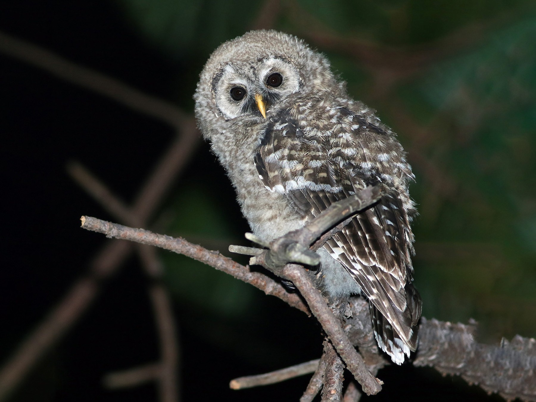 Búho Barrado Mexicano - eBird