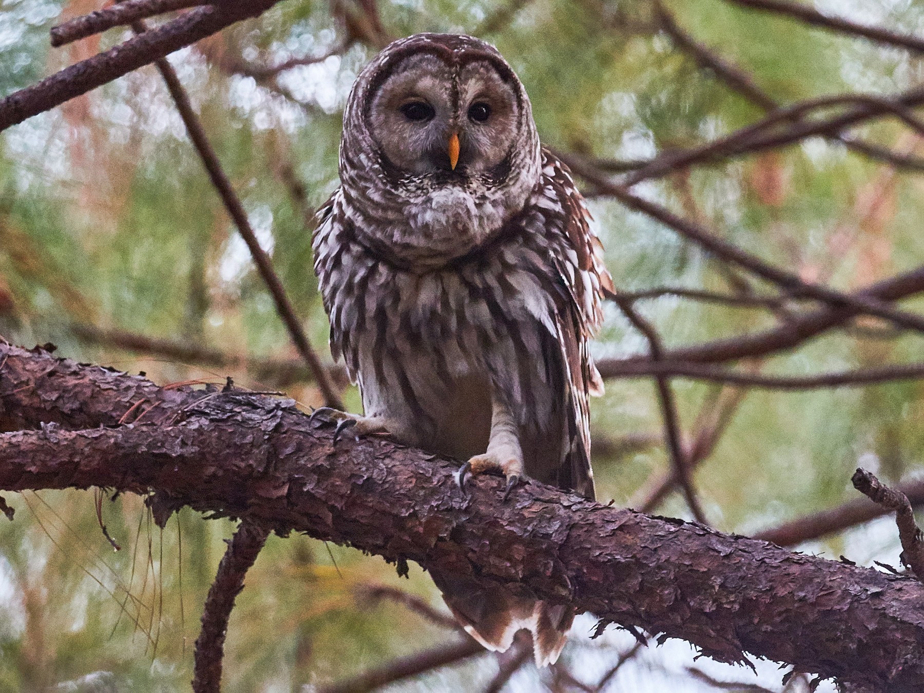 Búho Barrado Mexicano - eBird