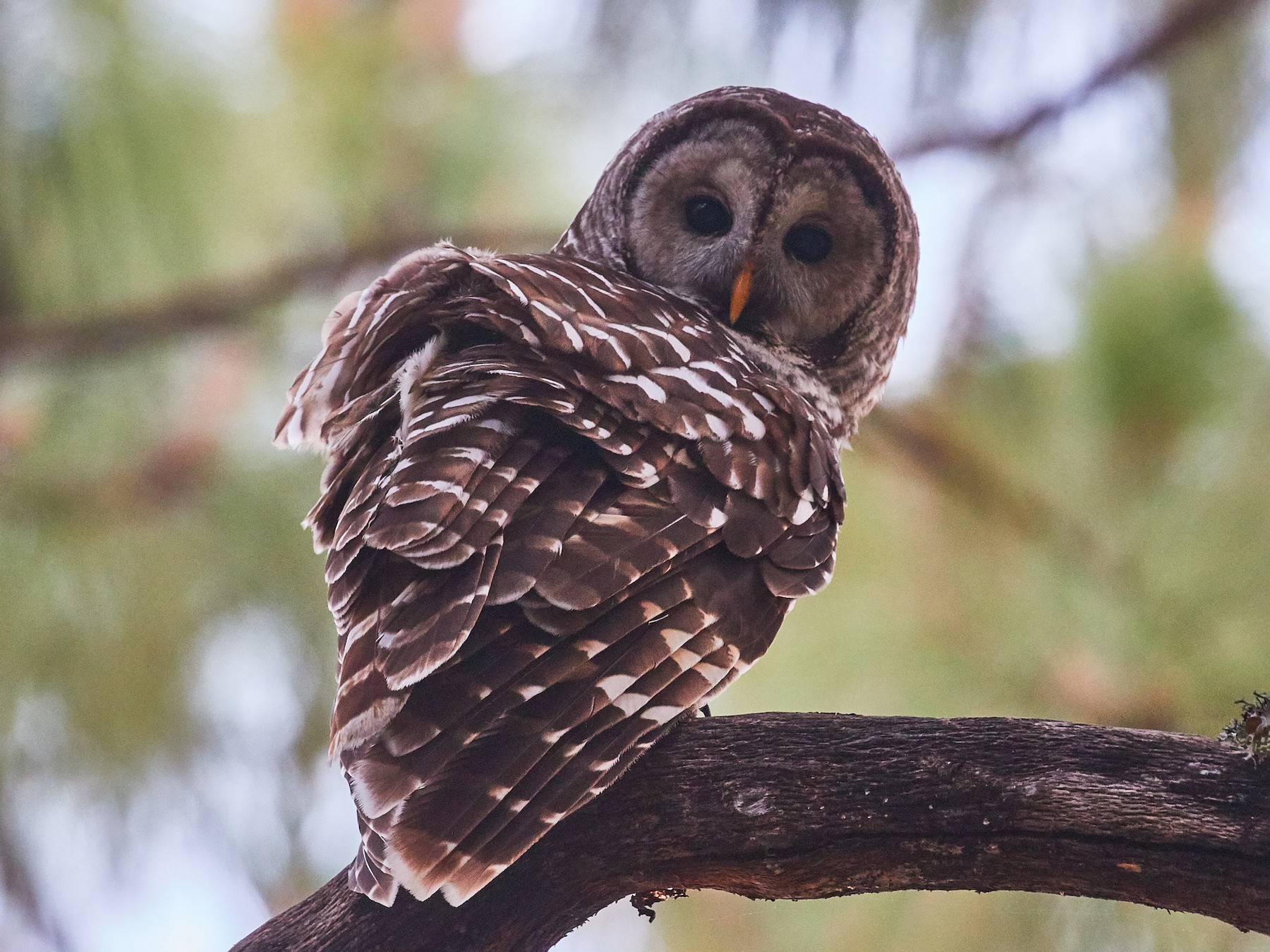 Búho Barrado Mexicano - eBird