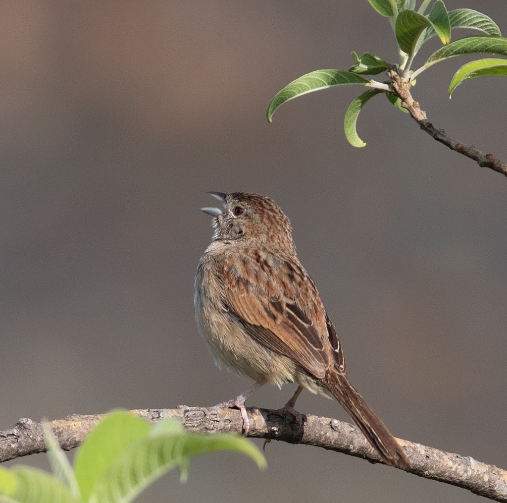 Botteri's Sparrow (Botteri's) - eBird