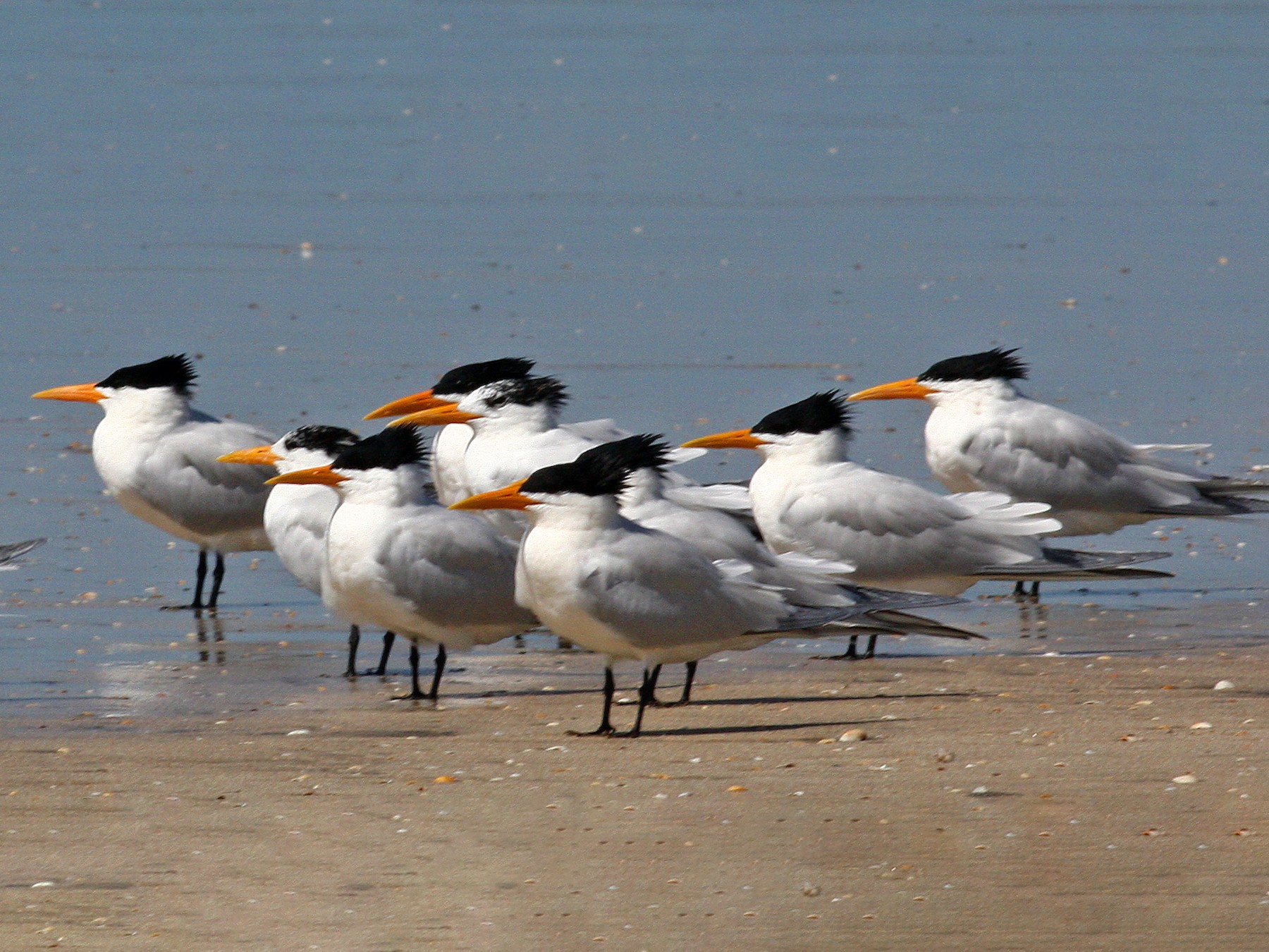 West African Crested Tern - eBird