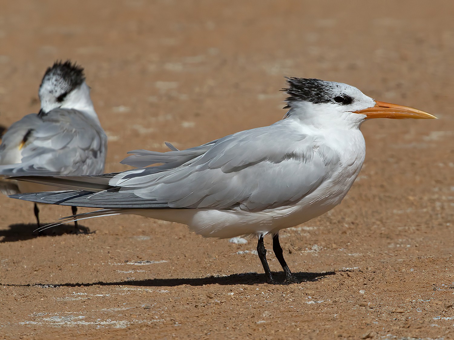 West African Crested Tern - eBird