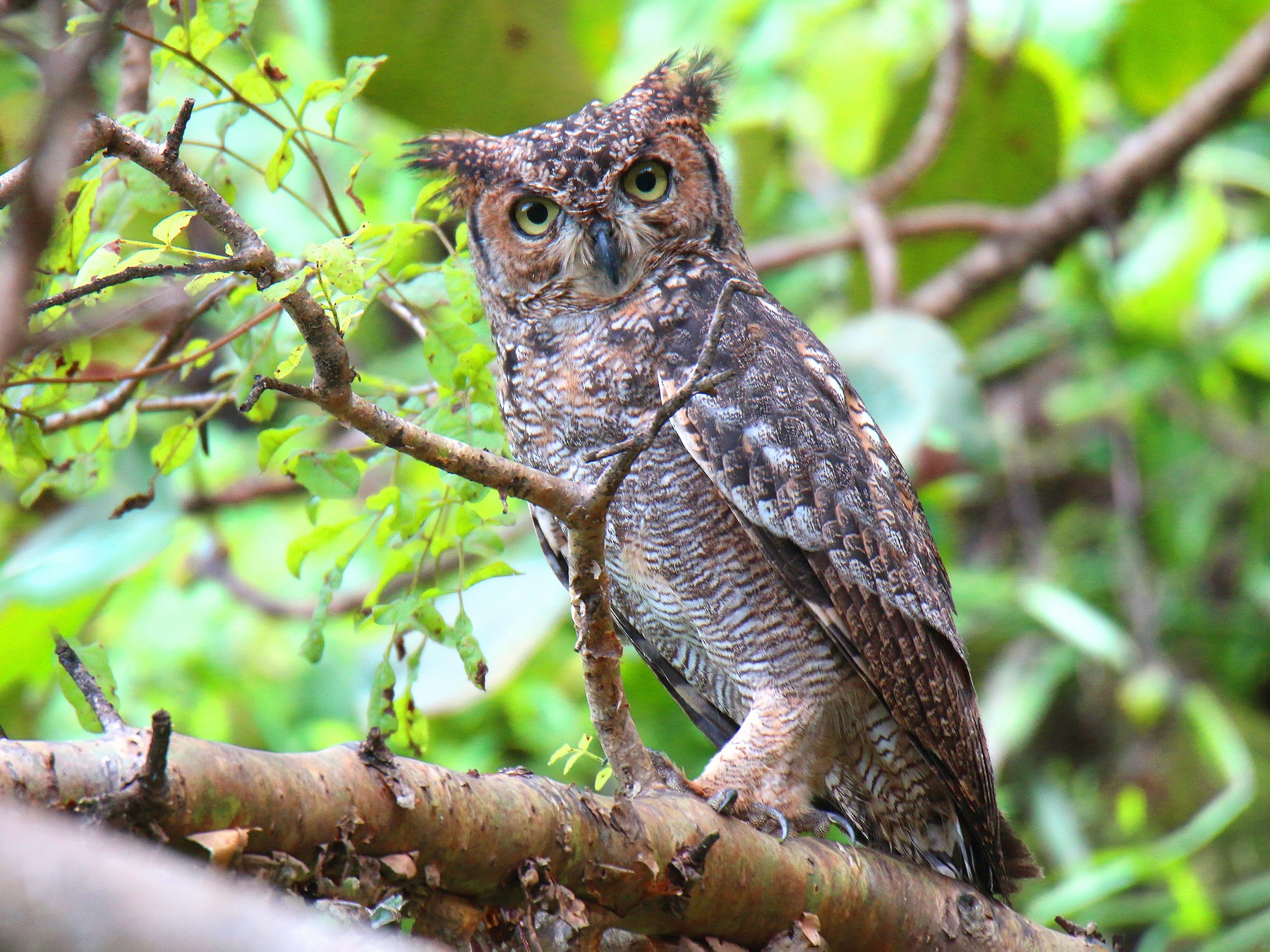 Arabian Eagle-Owl - eBird
