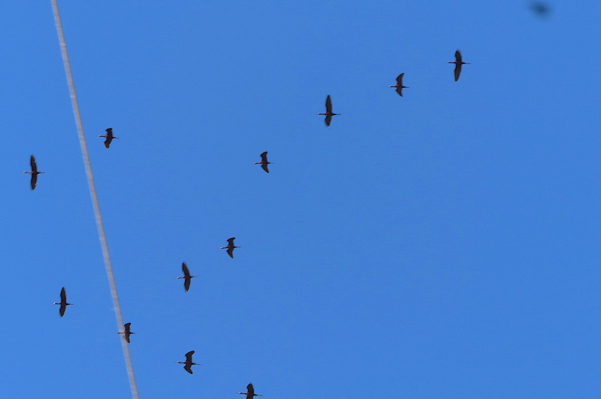 eBird Checklist - 8 Jun 2021 - Merced NWR - 25 species