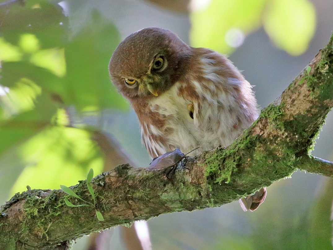 Sunda Owlet - eBird