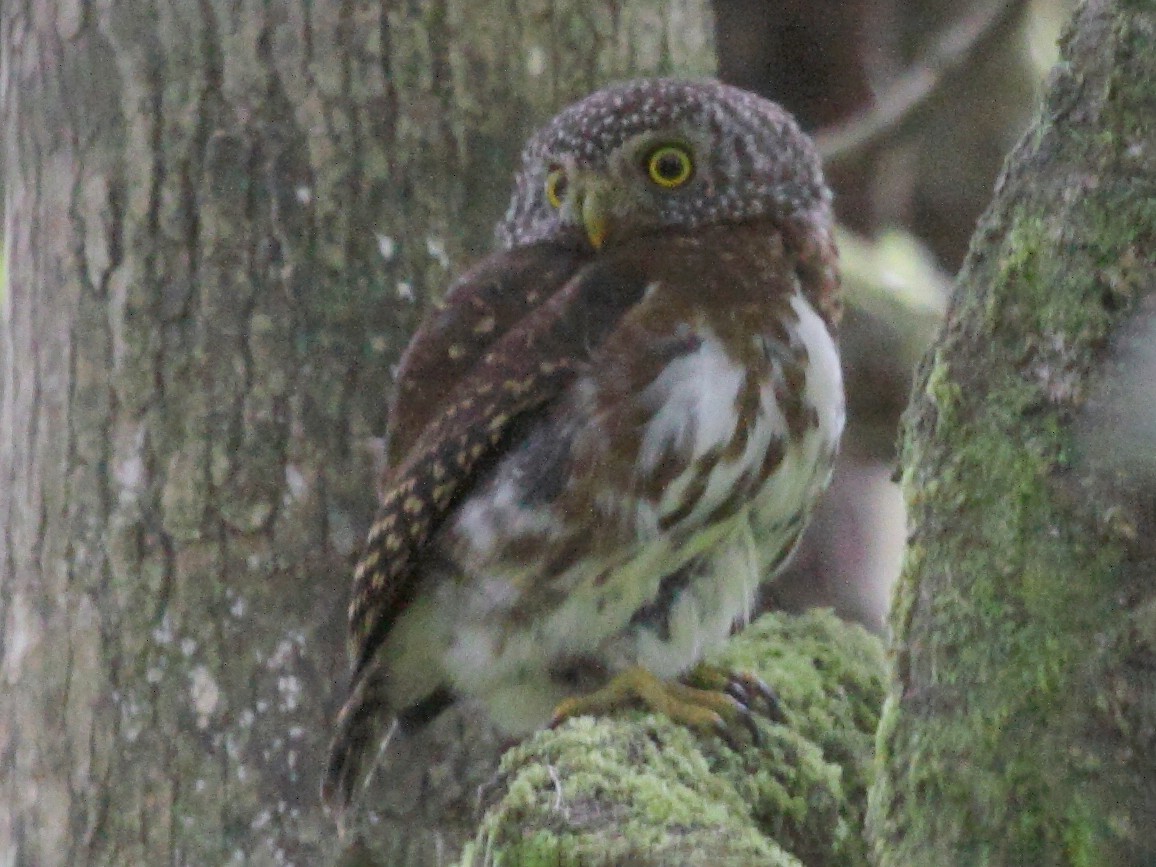 Sunda Owlet - eBird