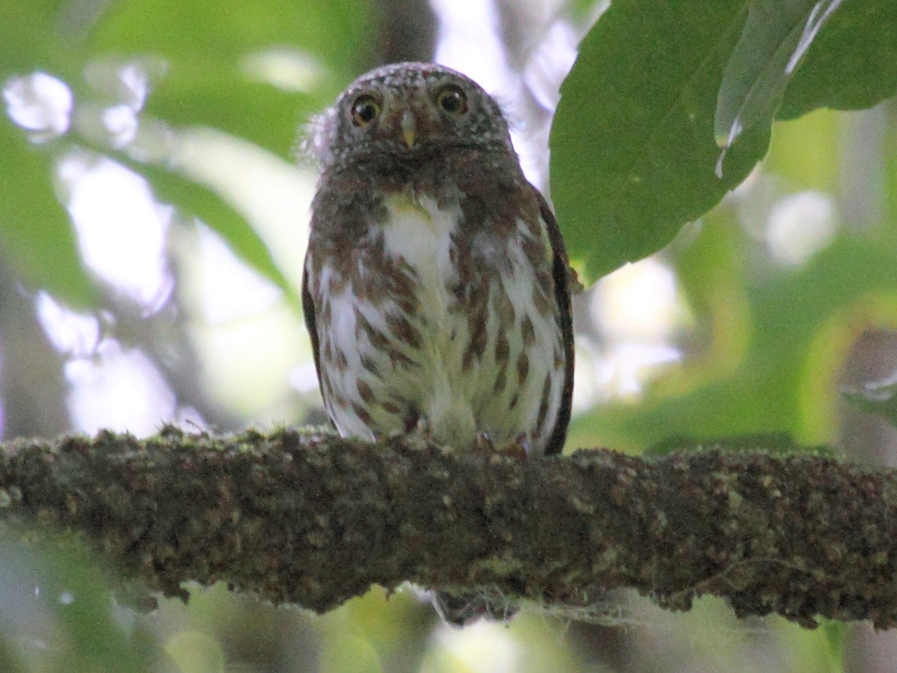 Sunda Owlet - eBird