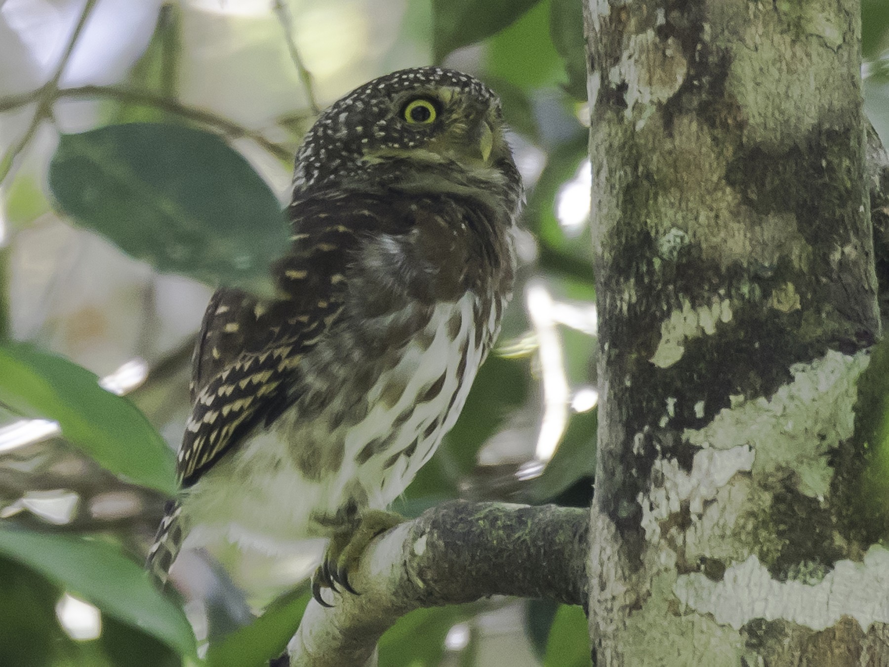 Sunda Owlet - eBird