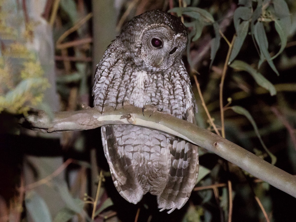 Maghreb Owl - Strix mauritanica - Birds of the World