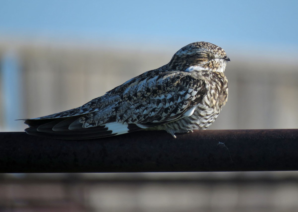 eBird Checklist - 8 Jun 2021 - Pawnee NG Bird Tour--Stops 1-4 and ...