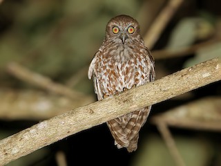 Alor Boobook - eBird