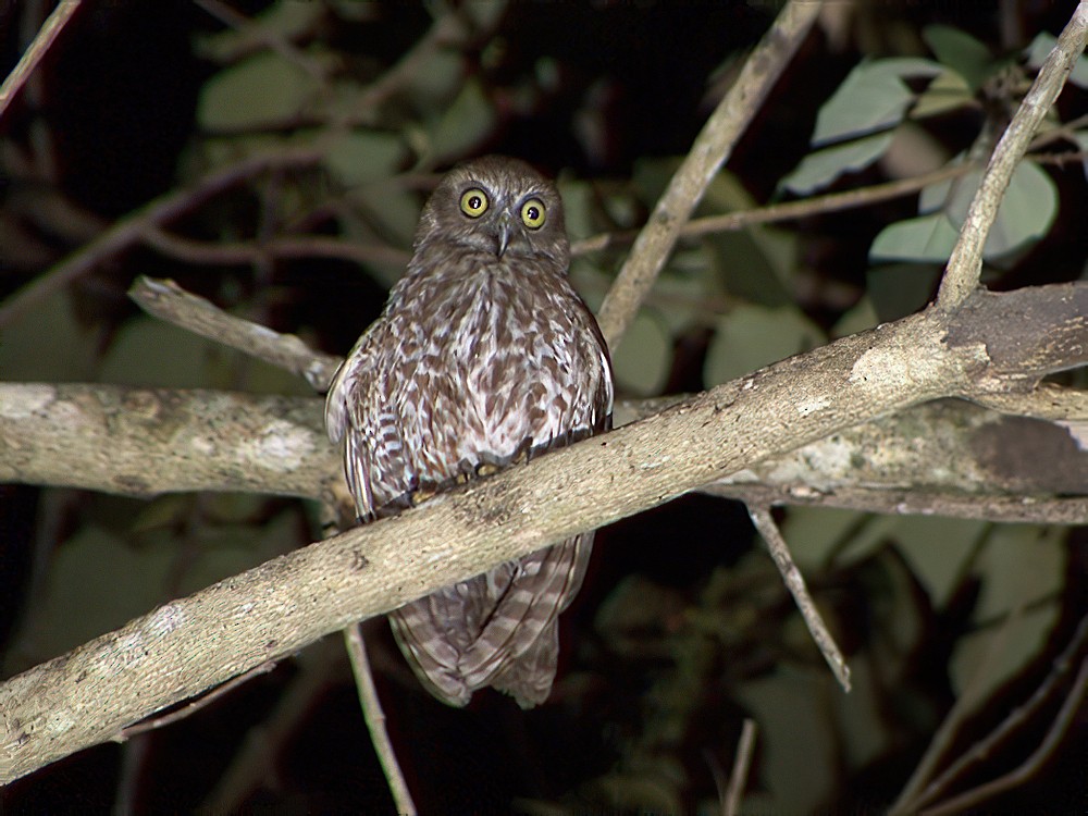 Alor Boobook - eBird