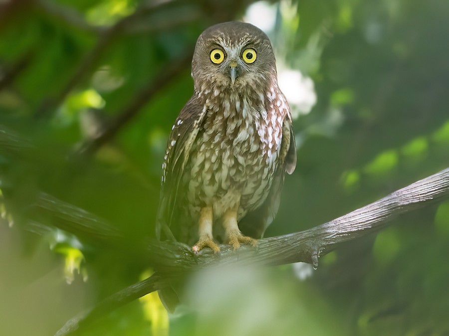 Timor Boobook - eBird