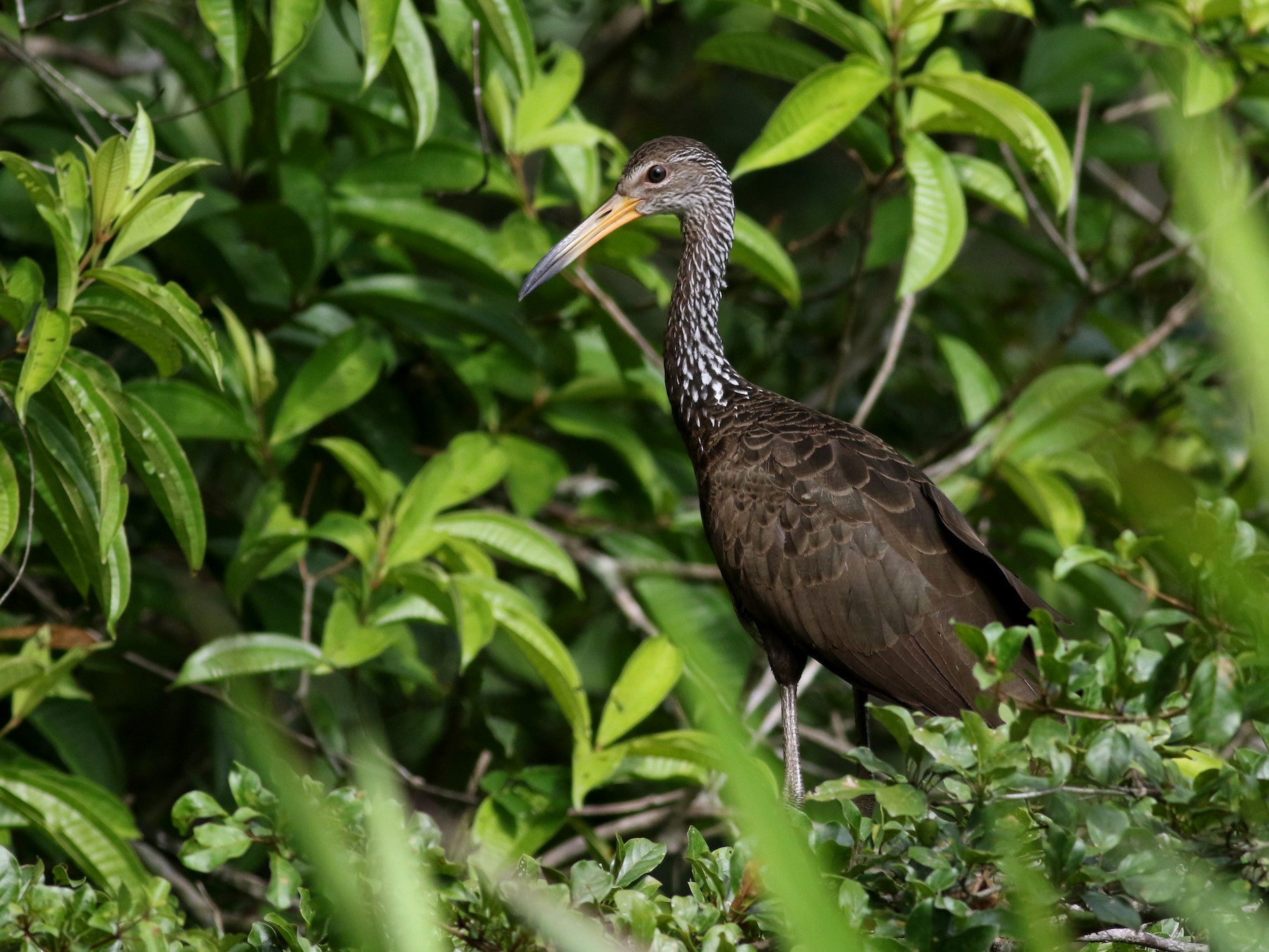 Limpkin - eBird