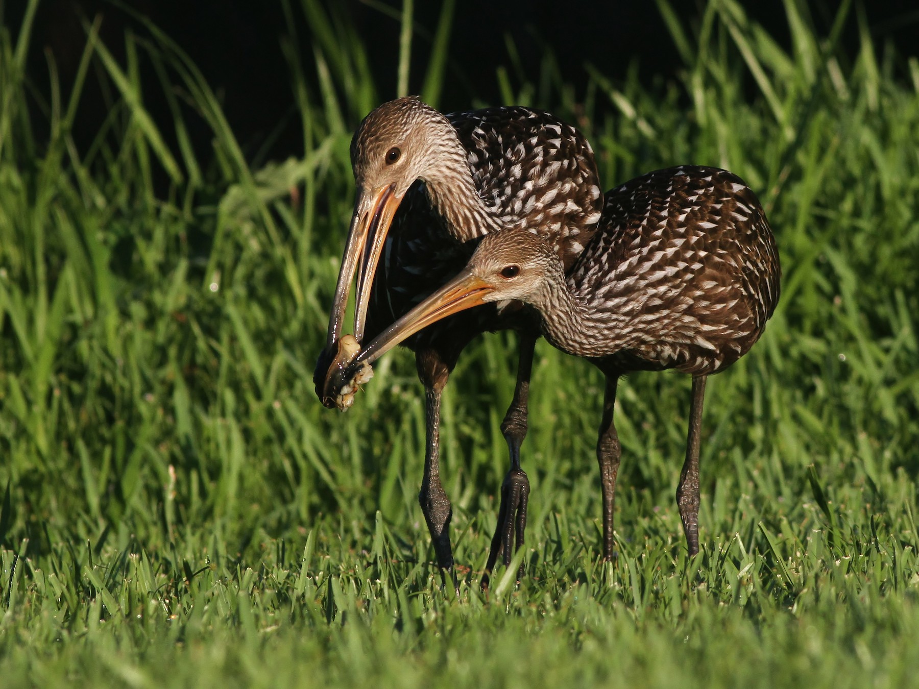 Limpkin - eBird