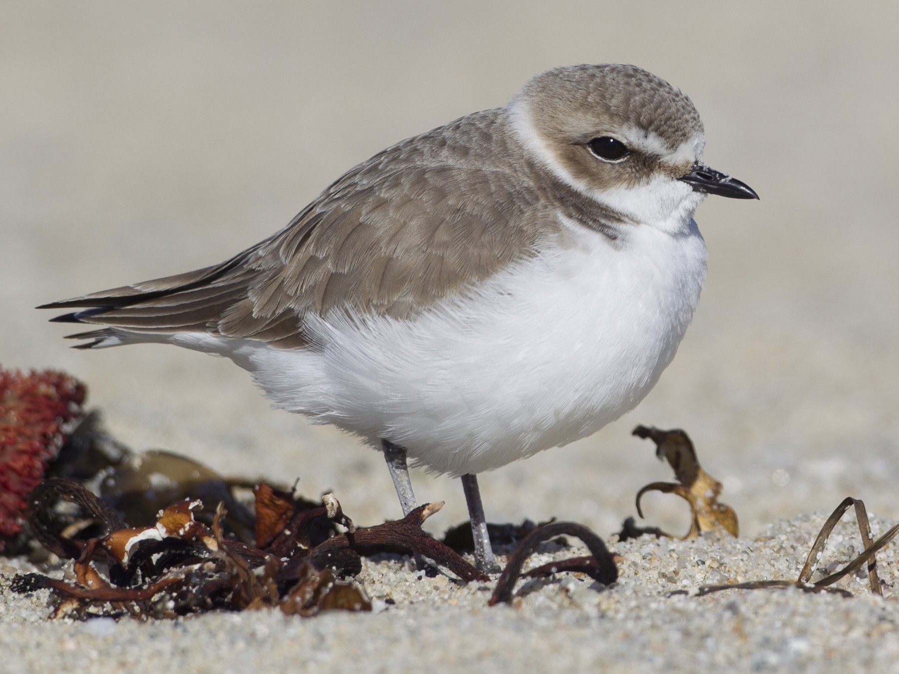 Snowy Plover - eBird