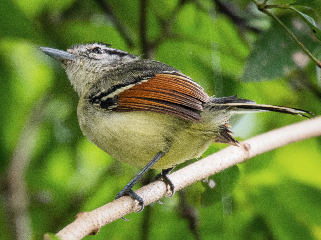 Rufous-margined Antwren - eBird