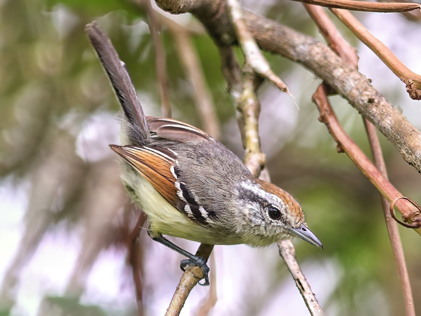 Rufous-margined Antwren - eBird