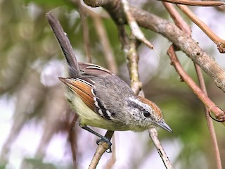 Rufous-margined Antwren - eBird