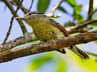 Rufous-margined Antwren - eBird