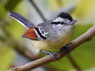 Rufous-margined Antwren - eBird